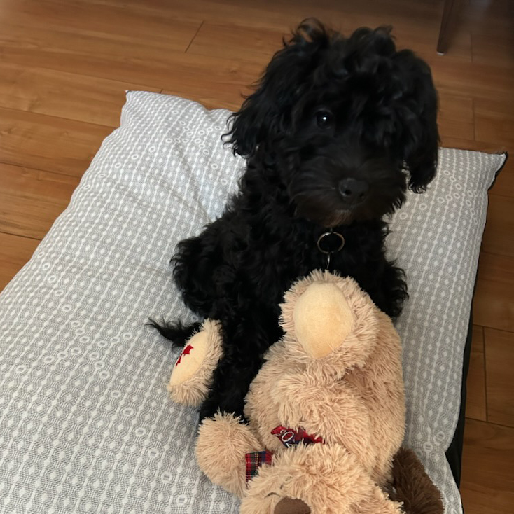 Guardian Homes - Golden Puppy Love