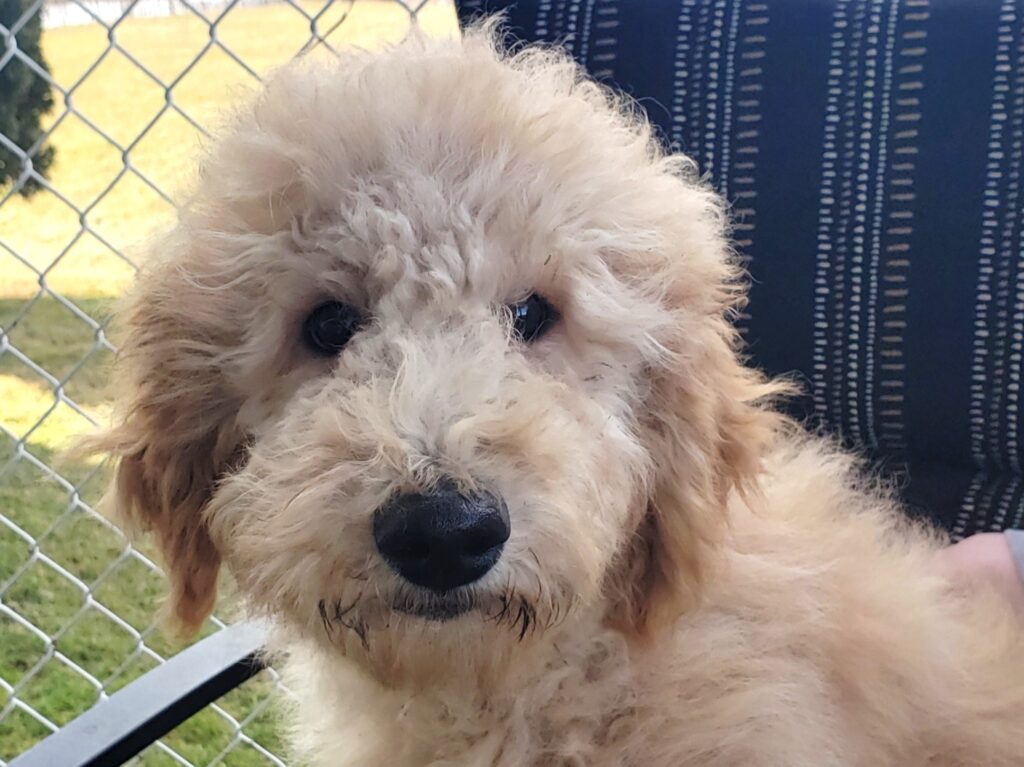 Available Double Doodle Puppies in Ontario